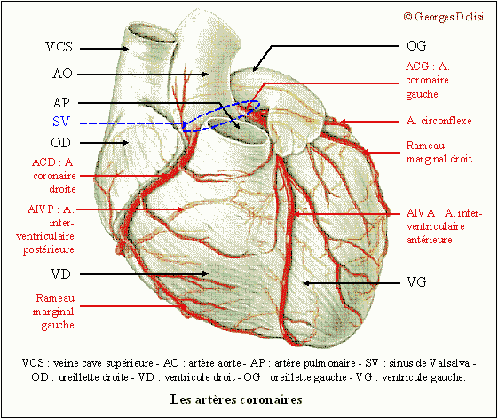 Coronaire (artère) - Dictionnaire médical